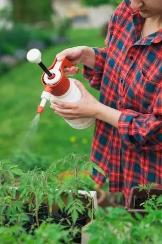 Phytophthora sur tomates : prévention 6184_17