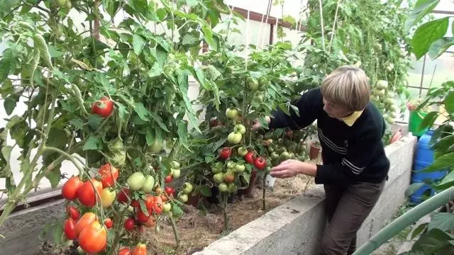 Phytophthora på tomater: forebyggelse 6184_20