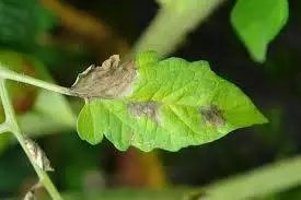 टमाटर मा Phytophthora: रोकथाम 6184_7