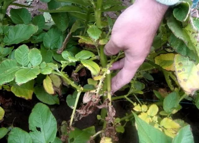 Phytophthora sur tomates : prévention 6184_8