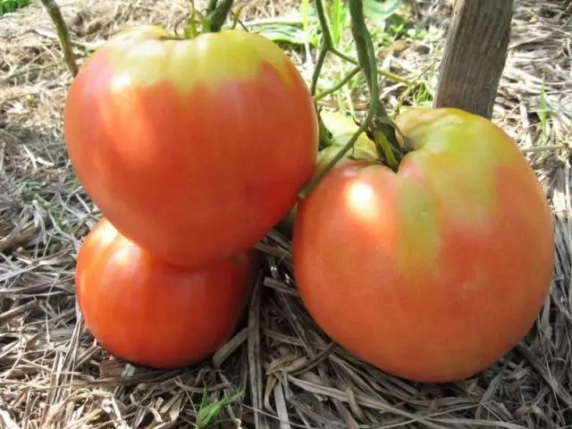 Tomàquets: les millors varietats per a terreny obert: descripció, fotos, comentaris 6196_10