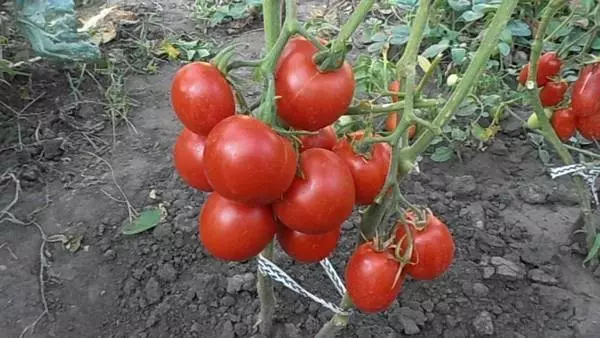 Tomàquets: les millors varietats per a terreny obert: descripció, fotos, comentaris 6196_11