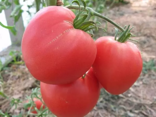 Tomàquets: les millors varietats per a terreny obert: descripció, fotos, comentaris 6196_12