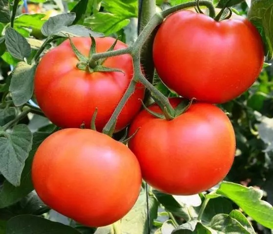 Pomodori: le migliori varietà per terreni aperti - descrizione, foto, recensioni 6196_14