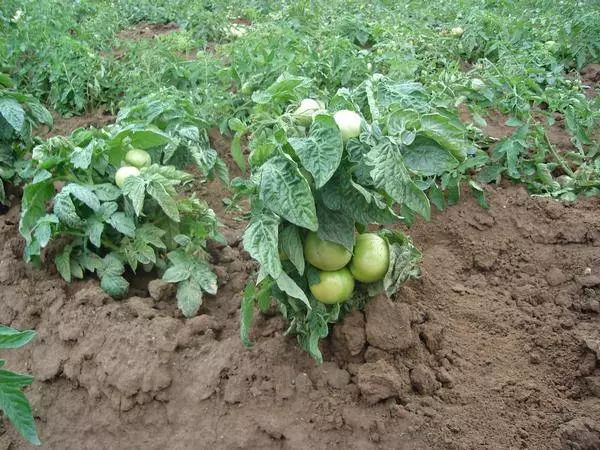 Tomàquets: les millors varietats per a terreny obert: descripció, fotos, comentaris 6196_2