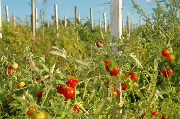 Tomàquets: les millors varietats per a terreny obert: descripció, fotos, comentaris 6196_3