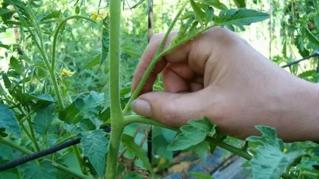 Tomàquets: les millors varietats per a terreny obert: descripció, fotos, comentaris 6196_5