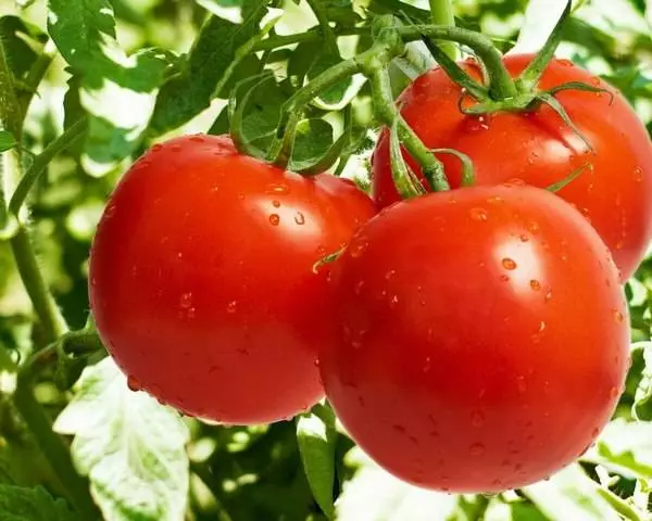 Pomodori: le migliori varietà per terreni aperti - descrizione, foto, recensioni 6196_6