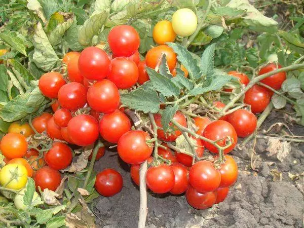 Tomàquets: les millors varietats per a terreny obert: descripció, fotos, comentaris 6196_7