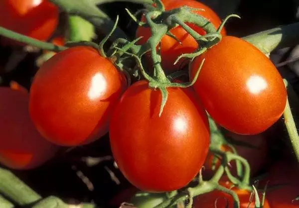 Tomàquets: les millors varietats per a terreny obert: descripció, fotos, comentaris 6196_8