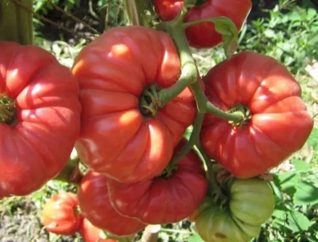 Tomato Harmonika: eiginleikar og lýsing á fjölbreytni, myndir, umsagnir 6199_2