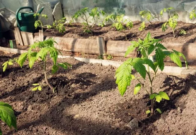 Tomato Harmonika: eiginleikar og lýsing á fjölbreytni, myndir, umsagnir 6199_3