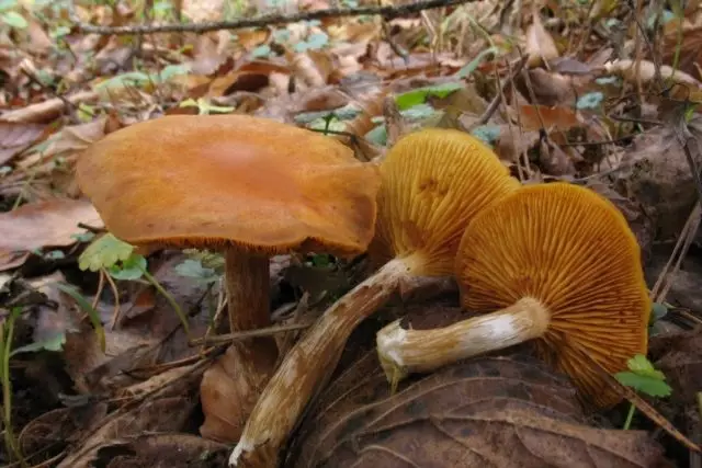 Hymnopil yang menembusi: seperti apa, di mana ia tumbuh, dimakan, bagaimana membezakannya, foto 6202_2