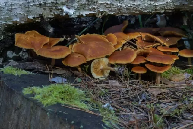 Hymnopil yang menembusi: seperti apa, di mana ia tumbuh, dimakan, bagaimana membezakannya, foto 6202_5