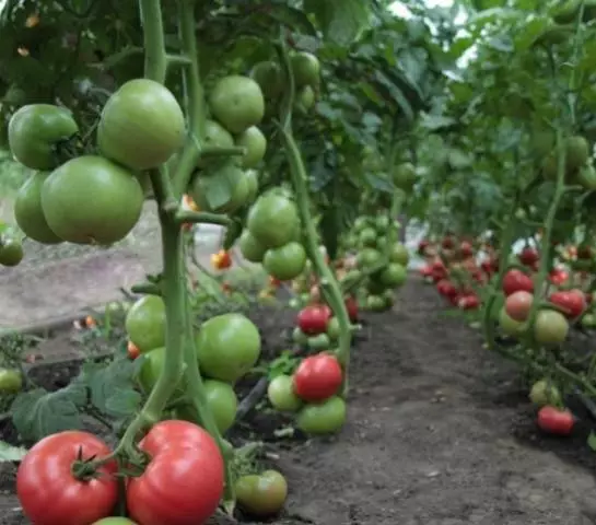 Tomato Kibo F1: beoardielingen, beskriuwing fan it ferskaat 6210_15