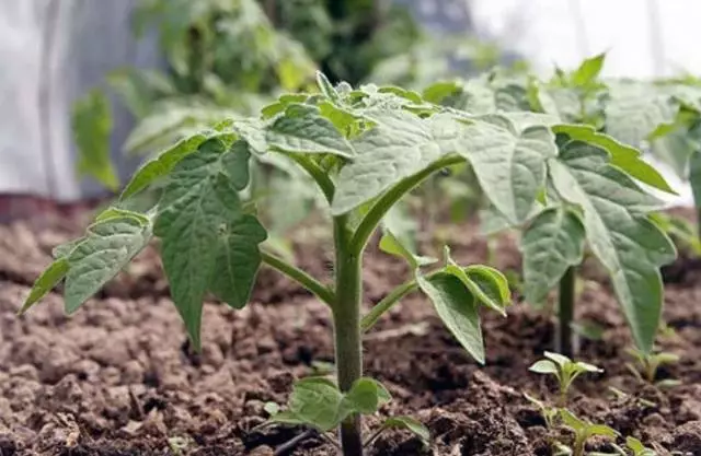 Tomato Kibo F1: resensies, beskrywing van die variëteit 6210_4