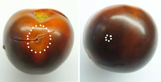 Morlyn Glas Tomato: adolygiadau, lluniau, cynnyrch 6211_4