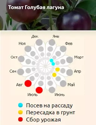 Pomidorų mėlyna lagūna: apžvalgos, nuotraukos, derlius 6211_5