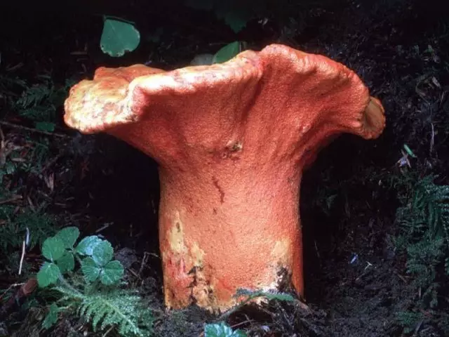 Hypomyces lactic: o fea e ola ai, o a ona foliga, e mafai ona 'ai, tulafono o le aoina, ata 6215_1