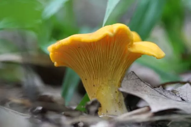 Hypomyces láctico: onde medra, como se ve, é posible comer, regras de recollida, foto 6215_3