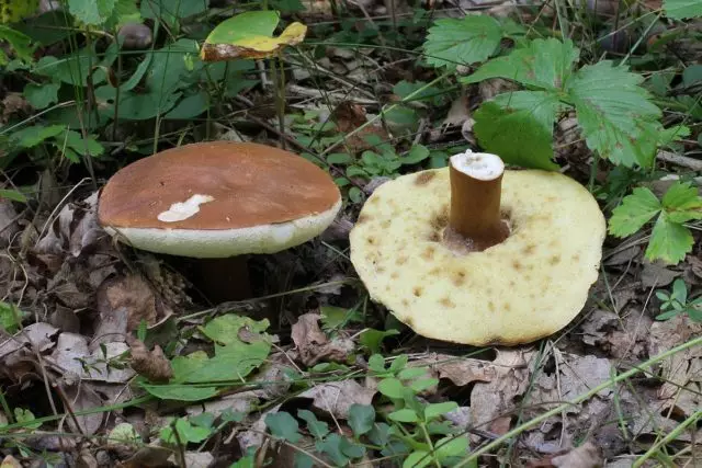 Gyroporus sableux: où il pousse, à quoi il ressemble, comestible, symptômes d'empoisonnement 6227_2