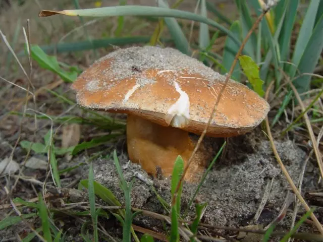 Sandy gyroporus: waar het groeit, hoe het eruit ziet, eetbaarheid, symptomen van vergiftiging 6227_3