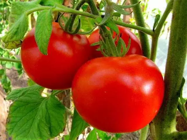 Niedrig wachsende Tomatensorten für Gewächshäuser 6232_18