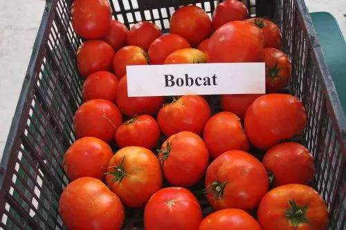 Bobkat