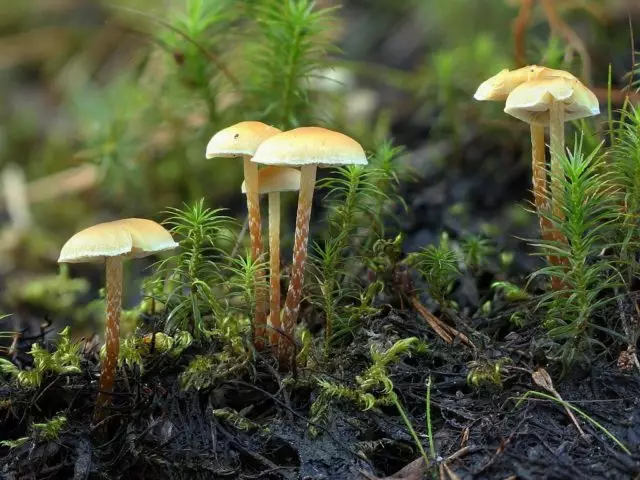 Buih palsu berlumut (Hypholoma moss, Hypholoma polytrichi): bagaimana tampilannya, di mana dan bagaimana ia tumbuh, dapat dimakan atau tidak 6240_10