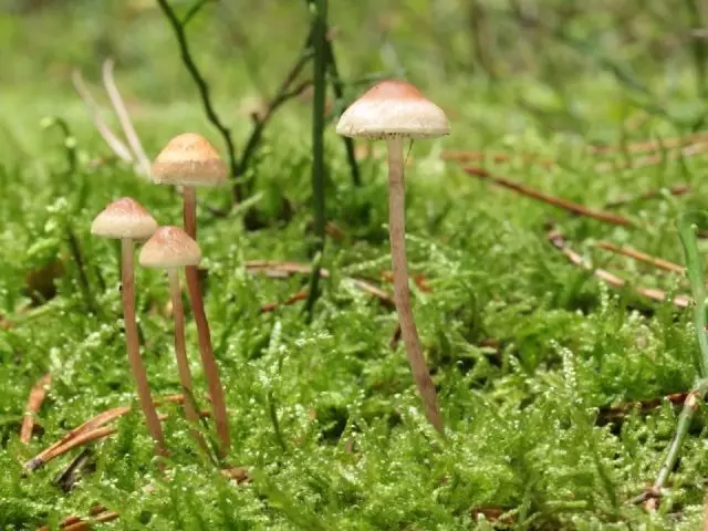 Buih palsu berlumut (Hypholoma moss, Hypholoma polytrichi): bagaimana tampilannya, di mana dan bagaimana ia tumbuh, dapat dimakan atau tidak 6240_2