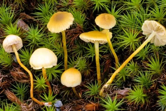 موسى ڪوڙو rوٽو (Hypholoma moss ، Hypholoma polytrichi): اھو ڪيئن ٿو ل ،ي ، ڪٿي ۽ ڪيئن و growsي ٿو ، کاibleو آھي يا نه 6240_3