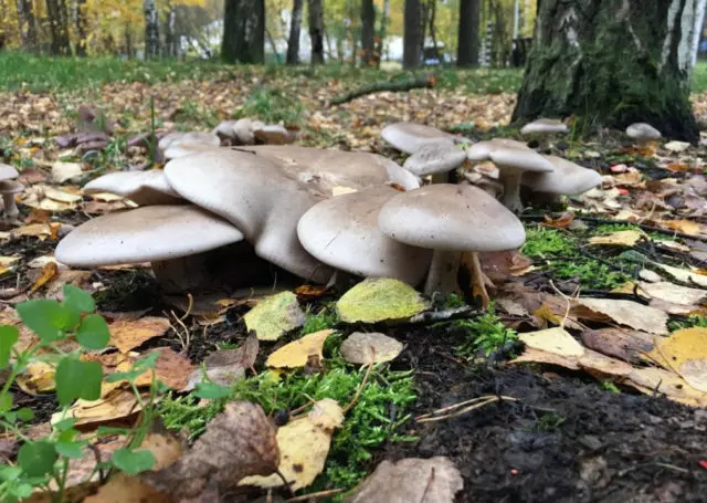 Гриби говорушки: фото і опис, як і скільки варити, рецепти, заготівля на зиму 6243_4