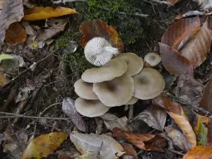 Vintra babilulo: priskribo, kie ĝi kreskas, kiel ĝi aspektas, gusto, foto 6252_6