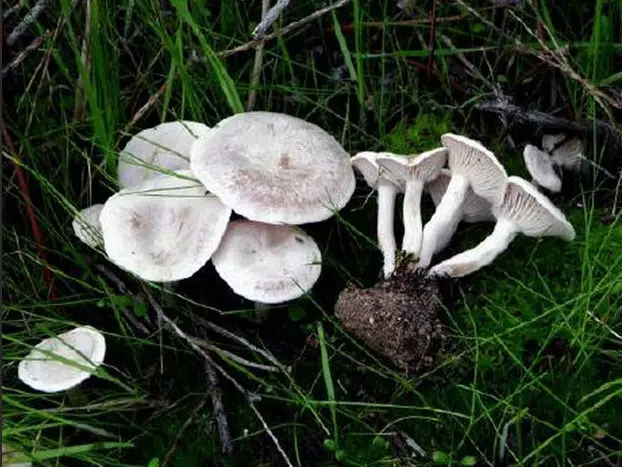 Pembicara salju: di mana ia tumbuh, seperti apa, apakah mungkin untuk makan, mencicipi, foto 6254_6