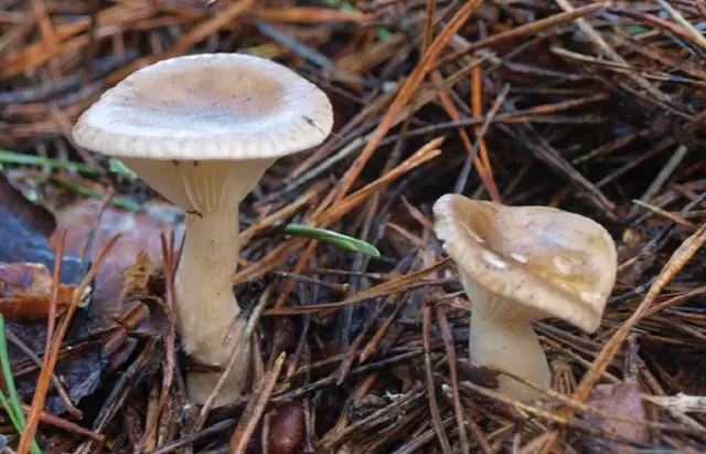 Clawfoot talker: lýsing, hvar það vex, er hægt að borða, smakka, mynda 6256_1