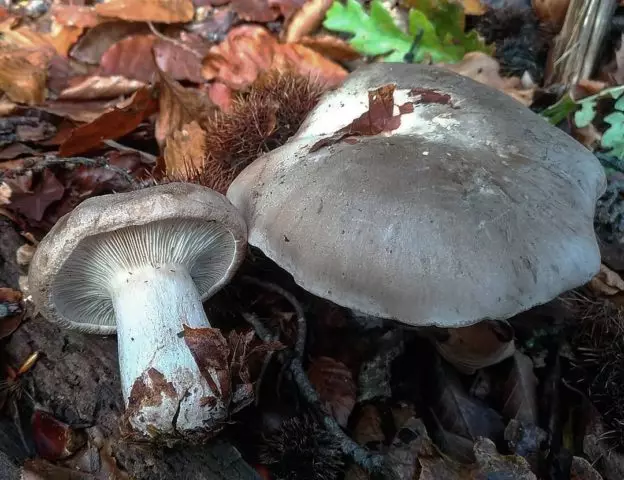 Clawfoot talker: lýsing, hvar það vex, er hægt að borða, smakka, mynda 6256_7