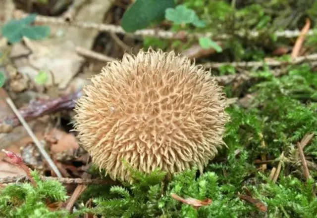 Vrečast golovach (Bovistellautriformis): kako izgleda, kje in kako raste, užitno ali ne 6265_2