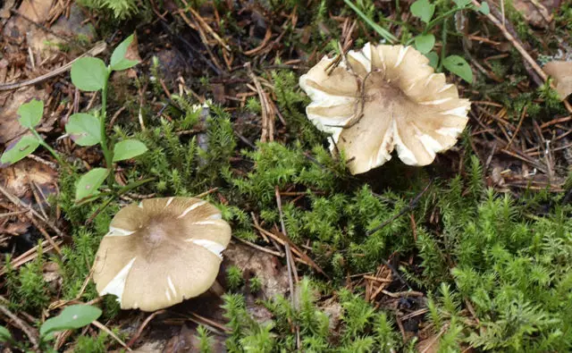 Falsch Champignonen: Fotoen vun ähnlechen Champignonen, wéi se vu wäiss z'ënnerscheeden, vun echtem, wéi et ausgesäit, wéi falsch Pilze erkennen 6267_10