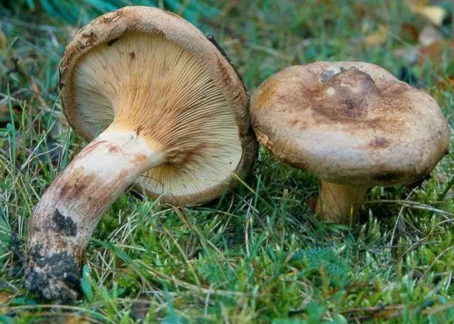 Falsch Champignonen: Fotoen vun ähnlechen Champignonen, wéi se vu wäiss z'ënnerscheeden, vun echtem, wéi et ausgesäit, wéi falsch Pilze erkennen 6267_11