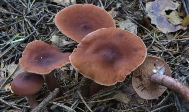 Falsch Champignonen: Fotoen vun ähnlechen Champignonen, wéi se vu wäiss z'ënnerscheeden, vun echtem, wéi et ausgesäit, wéi falsch Pilze erkennen 6267_14