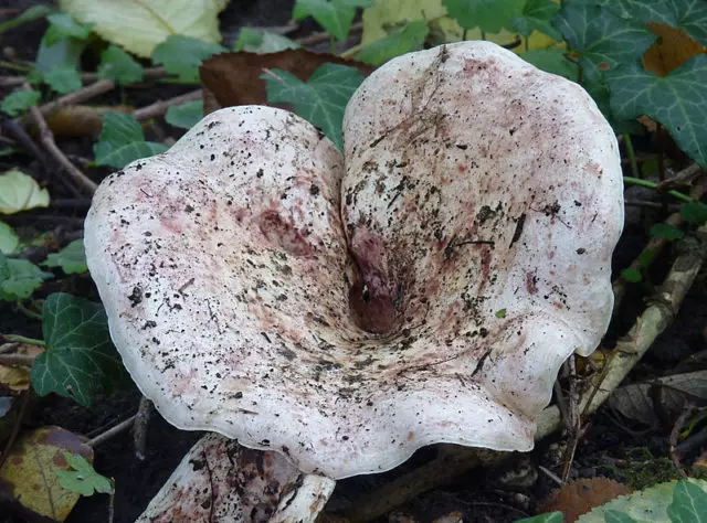 Falsch Champignonen: Fotoen vun ähnlechen Champignonen, wéi se vu wäiss z'ënnerscheeden, vun echtem, wéi et ausgesäit, wéi falsch Pilze erkennen 6267_3