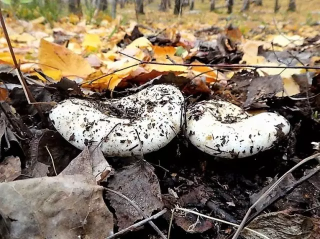 Falsch Champignonen: Fotoen vun ähnlechen Champignonen, wéi se vu wäiss z'ënnerscheeden, vun echtem, wéi et ausgesäit, wéi falsch Pilze erkennen 6267_4