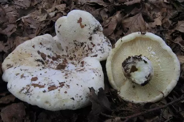 Falsch Champignonen: Fotoen vun ähnlechen Champignonen, wéi se vu wäiss z'ënnerscheeden, vun echtem, wéi et ausgesäit, wéi falsch Pilze erkennen 6267_5