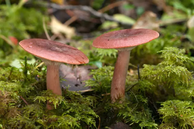 Falsch Champignonen: Fotoen vun ähnlechen Champignonen, wéi se vu wäiss z'ënnerscheeden, vun echtem, wéi et ausgesäit, wéi falsch Pilze erkennen 6267_6