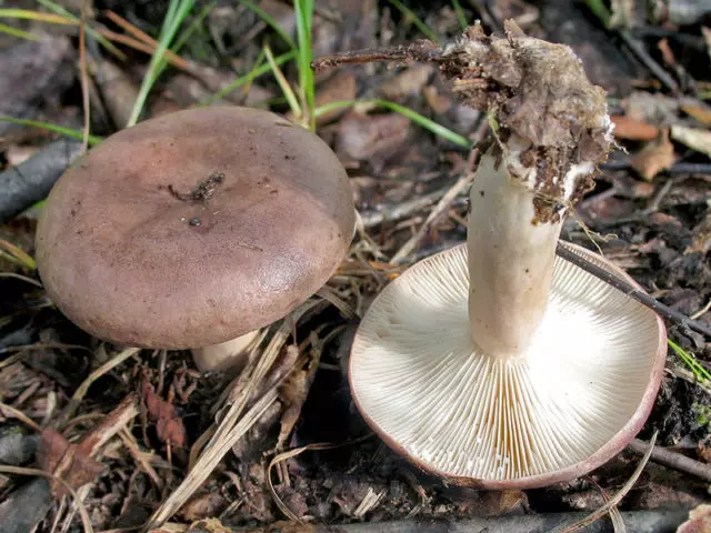 Falsch Champignonen: Fotoen vun ähnlechen Champignonen, wéi se vu wäiss z'ënnerscheeden, vun echtem, wéi et ausgesäit, wéi falsch Pilze erkennen 6267_7