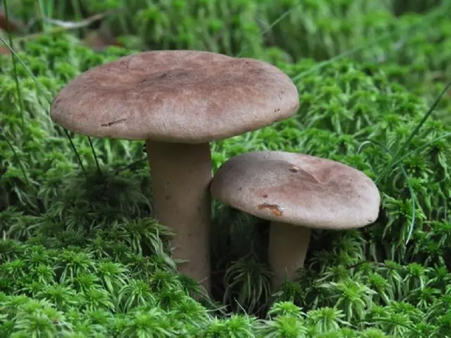 Falsch Champignonen: Fotoen vun ähnlechen Champignonen, wéi se vu wäiss z'ënnerscheeden, vun echtem, wéi et ausgesäit, wéi falsch Pilze erkennen 6267_9