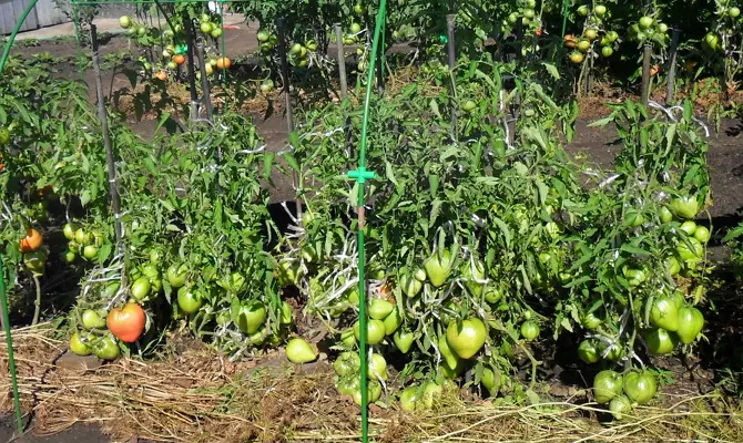 Grasen von zu kleinen Tomaten für offenes Gelände