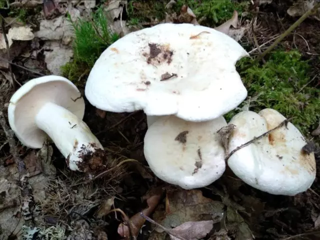 Ubisi lwepelepele (Lactarius piperatus): ukuthi lubukeka kanjani, lukhula kuphi futhi kanjani, luyadleka noma cha, luyingozi, izindlela nezindlela zokupheka 6272_1