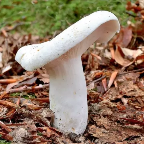 Ubisi lwepelepele (Lactarius piperatus): ukuthi lubukeka kanjani, lukhula kuphi futhi kanjani, luyadleka noma cha, luyingozi, izindlela nezindlela zokupheka 6272_2