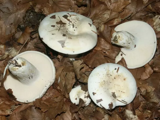 Ubisi lwepelepele (Lactarius piperatus): ukuthi lubukeka kanjani, lukhula kuphi futhi kanjani, luyadleka noma cha, luyingozi, izindlela nezindlela zokupheka 6272_3